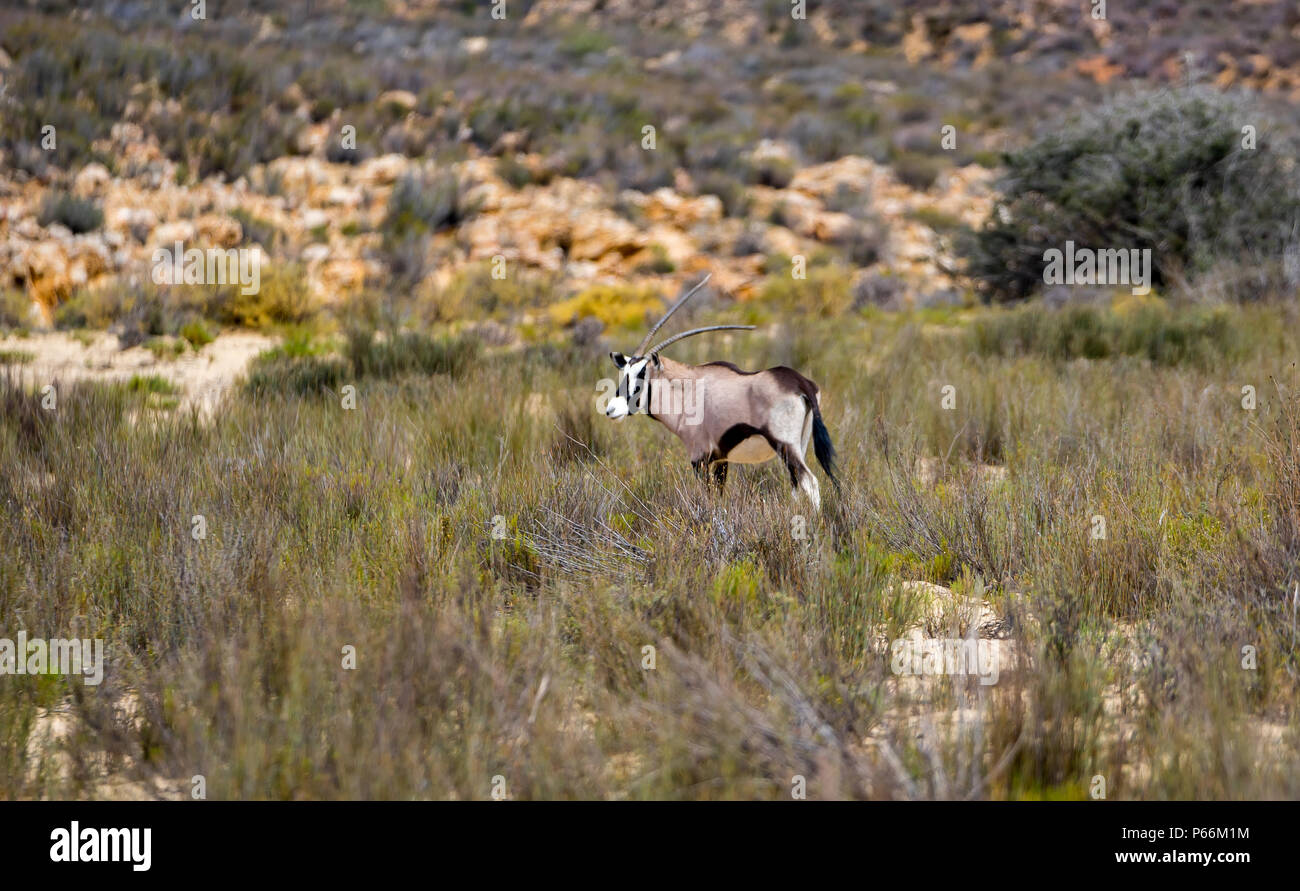 White Oryx Sitting High Resolution Stock Photography and Images - Alamy