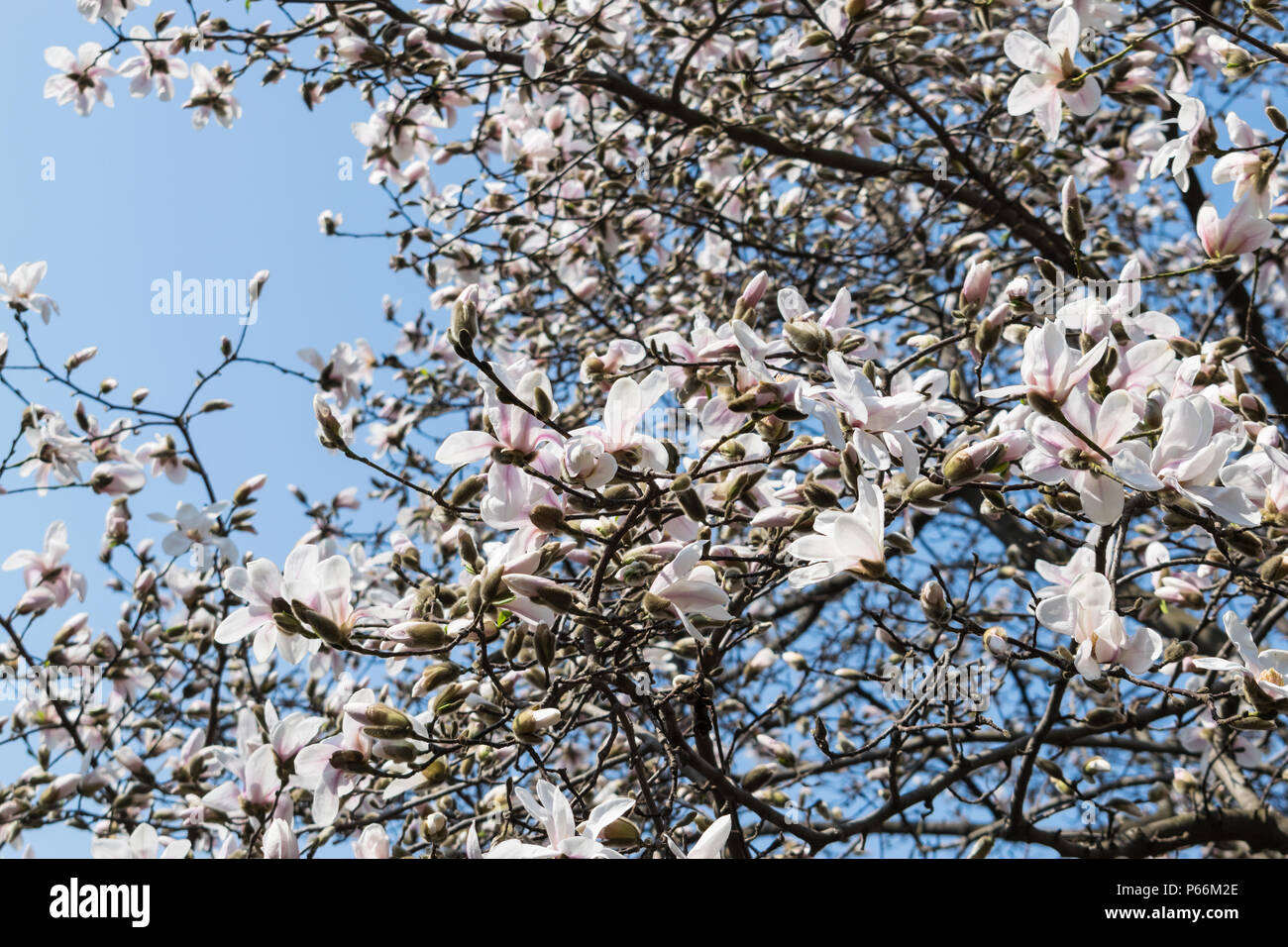 Beautiful magnolia tree blossoming in the springtime Stock Photo - Alamy