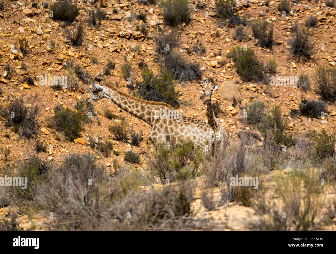 Two giraffes looking around in a game reserve Stock Photo - Alamy