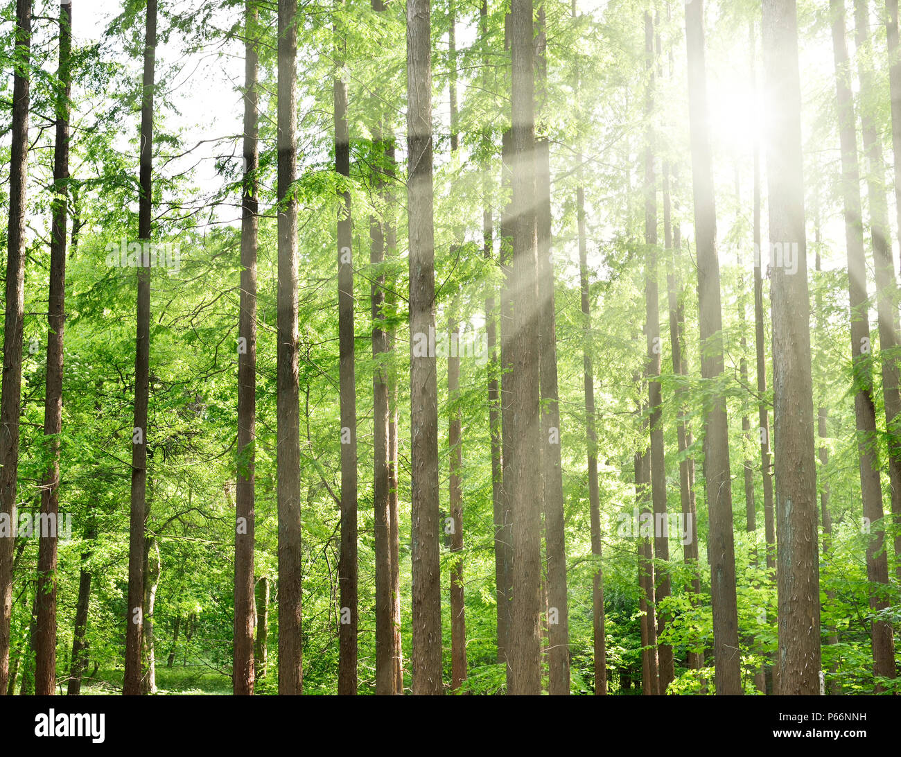 Idyllic forest background with tree trunks and sunlight. Spring forest ...