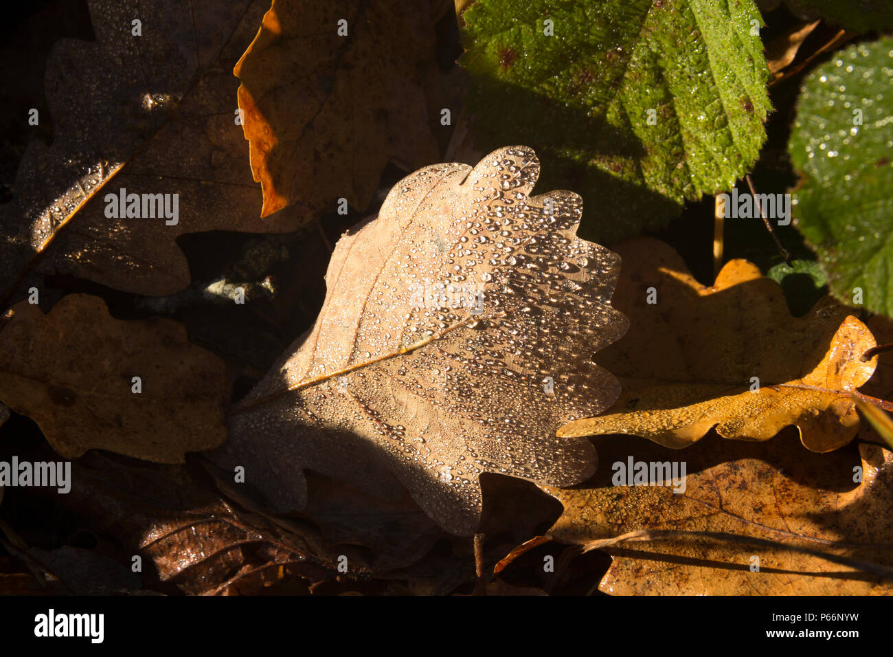 Biologycal hi-res stock photography and images - Alamy