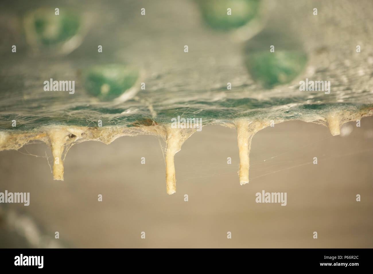 Stalactites that have formed under a railway bridge Lancashire England ...