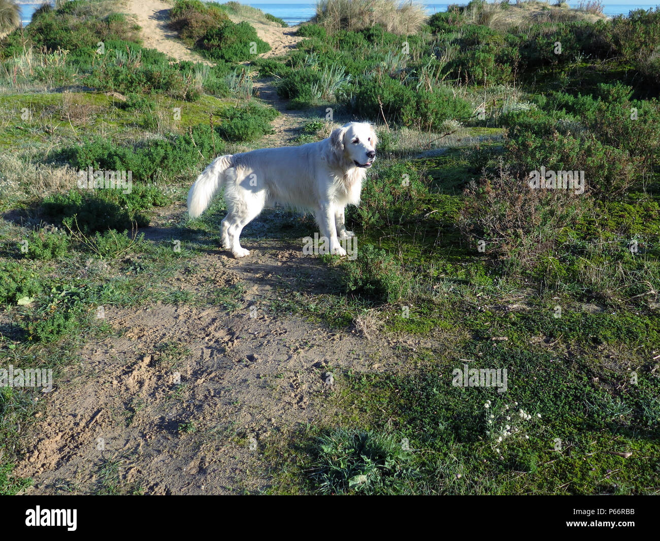 dog in the countryside Stock Photo - Alamy