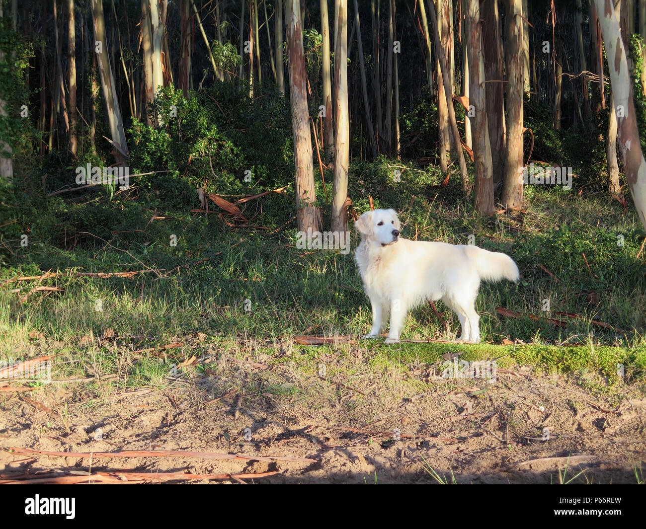 Dog in the countryside hi-res stock photography and images - Alamy