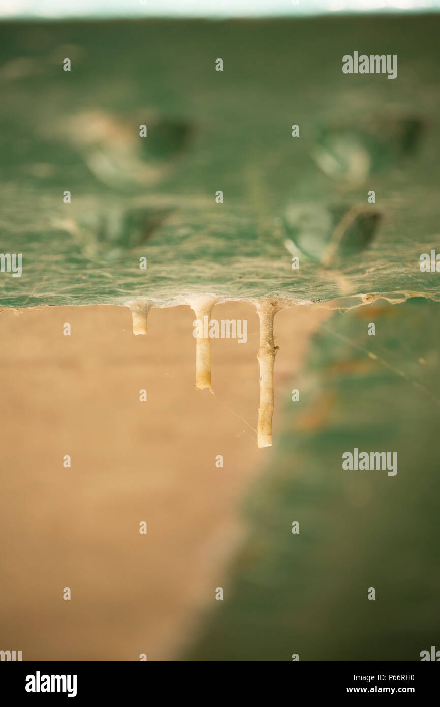 Stalactites that have formed under a railway bridge Lancashire England ...