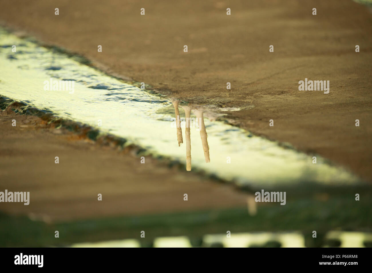 Stalactites that have formed under a railway bridge Lancashire England ...