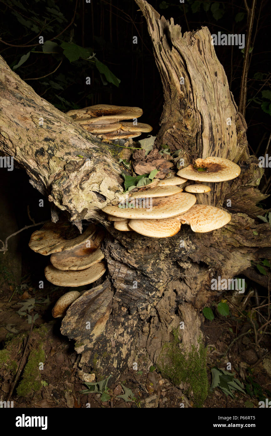 Dryad’s Saddle fungi, Ceriporus squamous, growing on a dead tree in ...