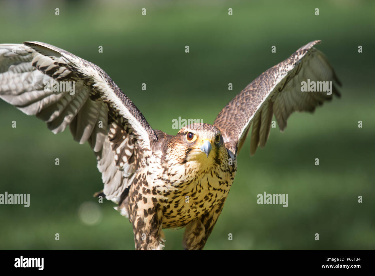 Merlin - Falco columbarius, Western Germany, Bird of prey settling ...