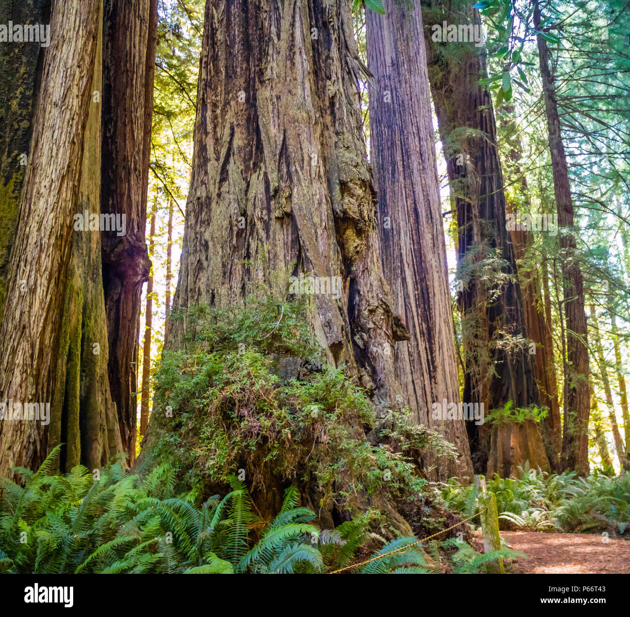 Giant redwoods standing High Resolution Stock Photography and Images ...