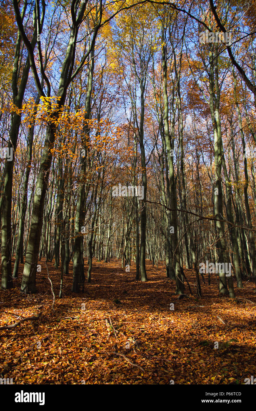 Fall forest with sun beams, National Eifel Park, Germany Stock Photo ...
