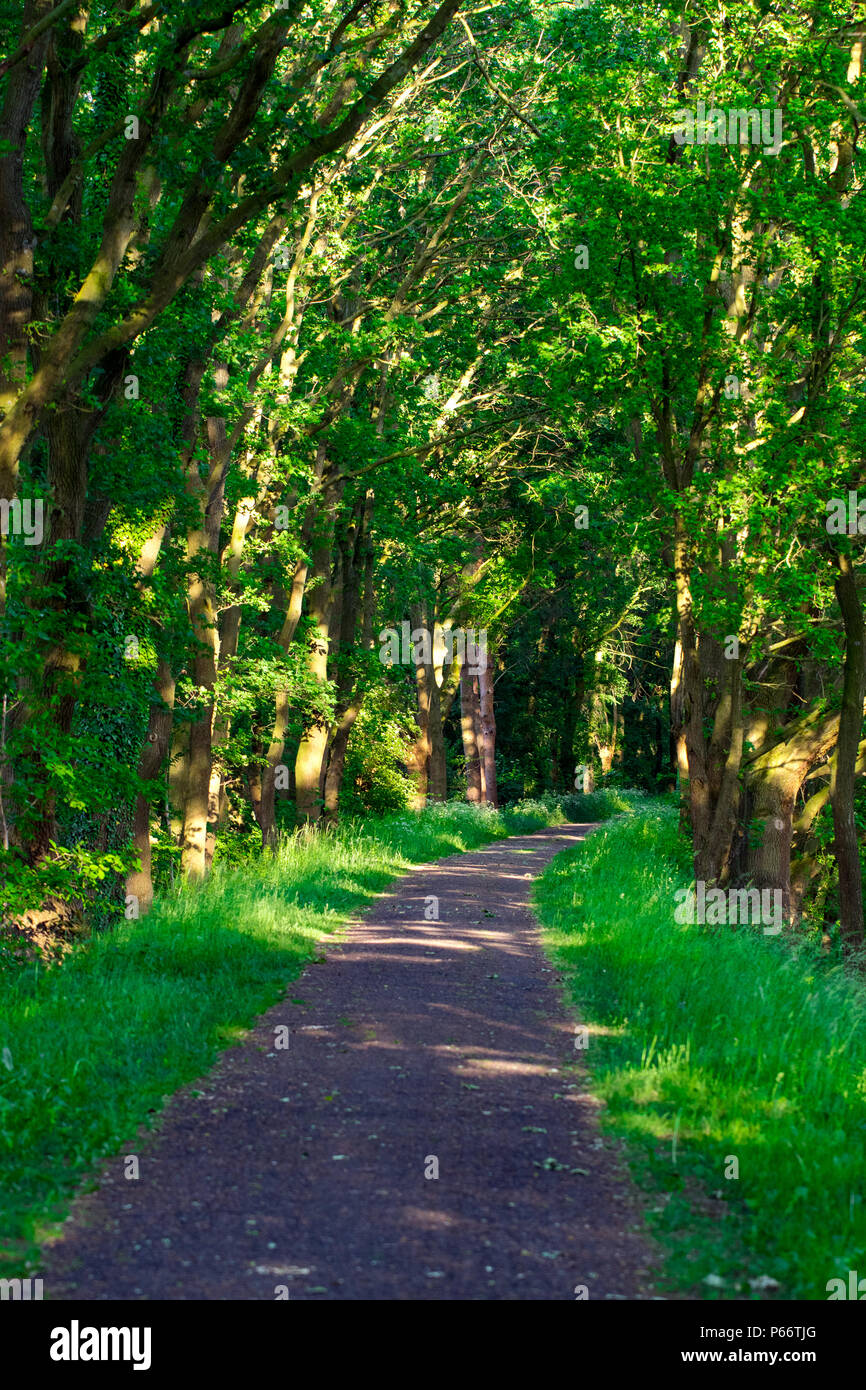 Walkway Lane Path With Green Trees in Forest. Beautiful Alley, road In ...