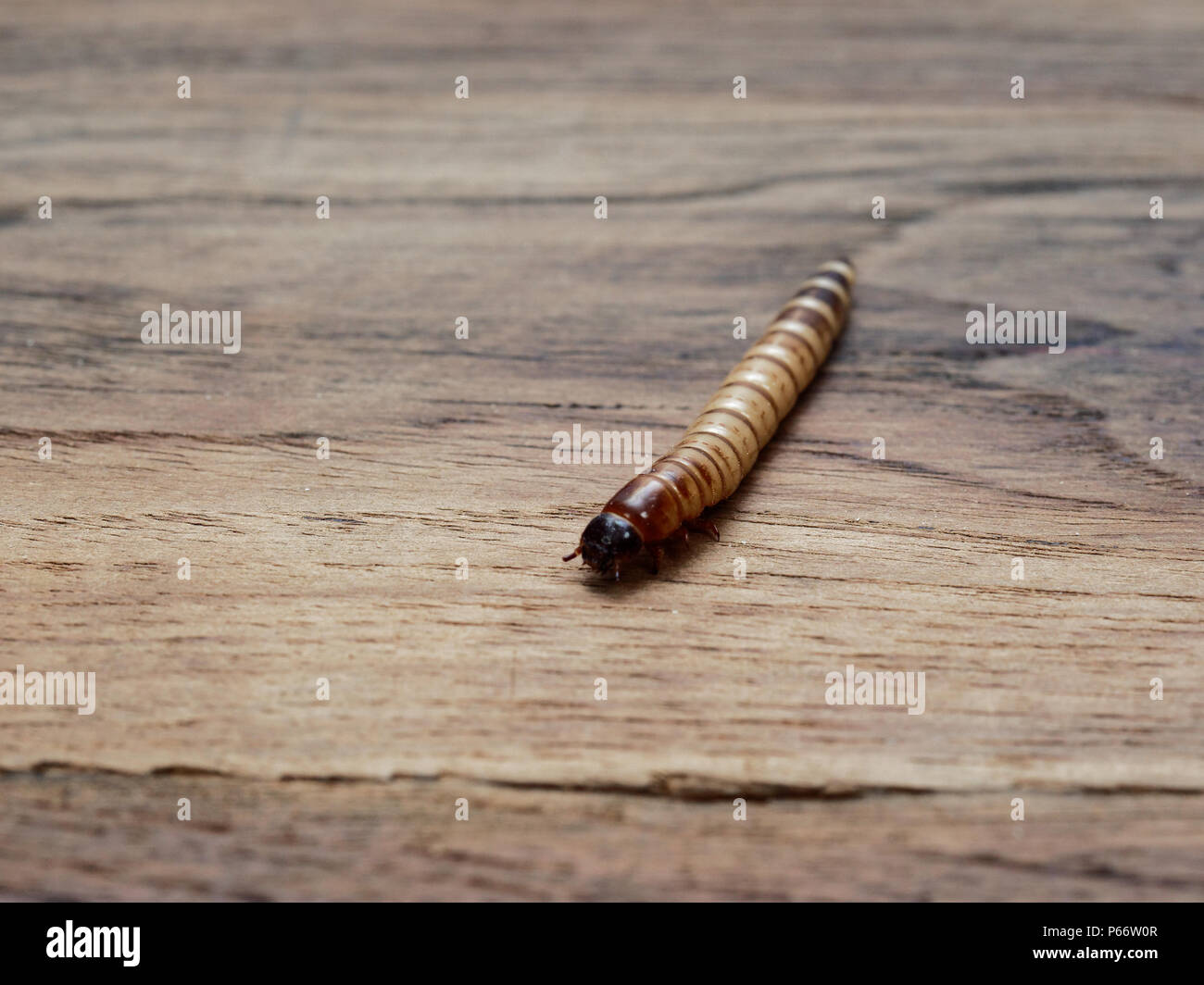 Giant worm hi-res stock photography and images - Alamy