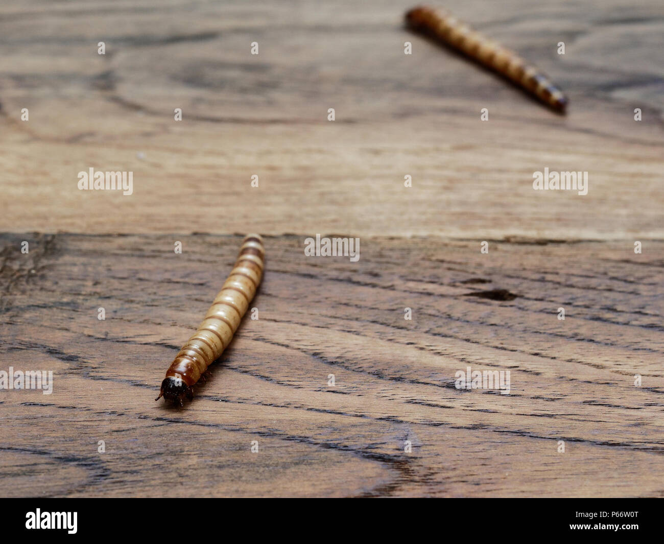 A super or giant worm with another on background over dark wooden ...