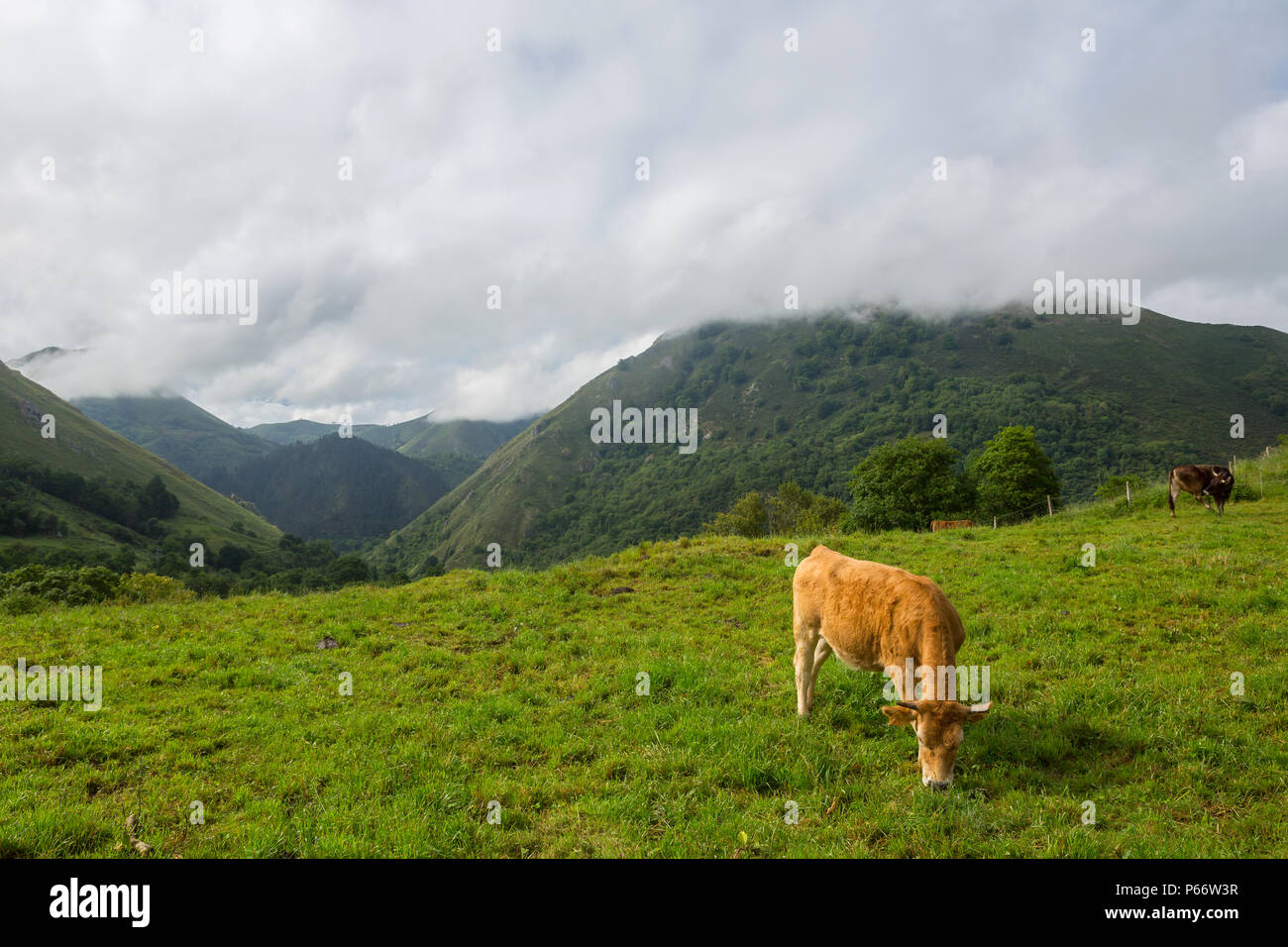 Cows in the Picos de Europa, Asturias. Farm land at the mountains, a ...