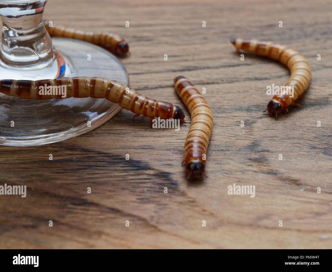 Super worms crawling next to foot of small brandy glass over dark ...
