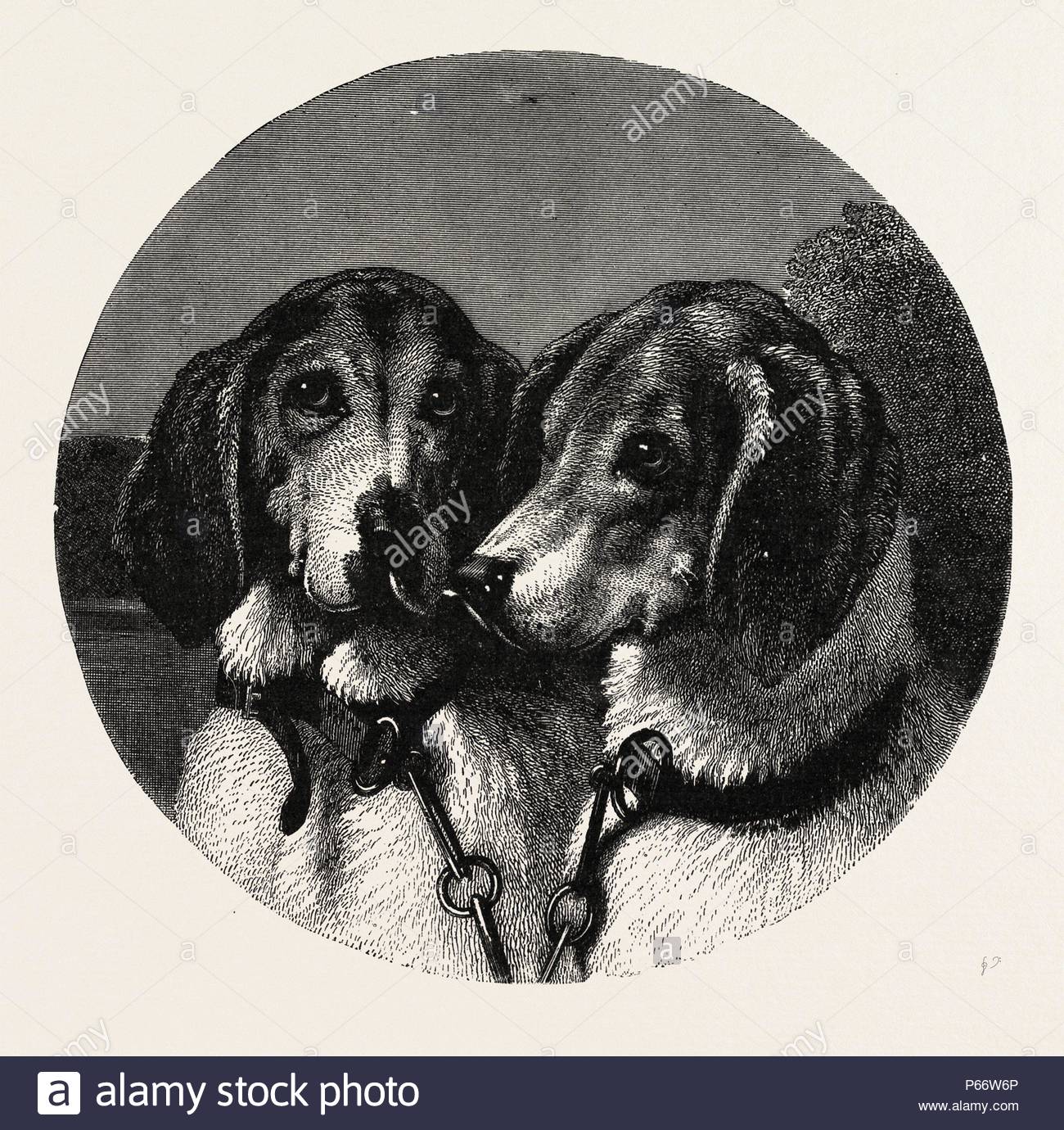 Stag Hounds Stock Photos & Stag Hounds Stock Images - Alamy