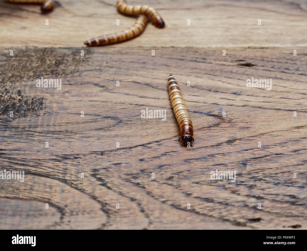 Giant Worm High Resolution Stock Photography and Images - Alamy