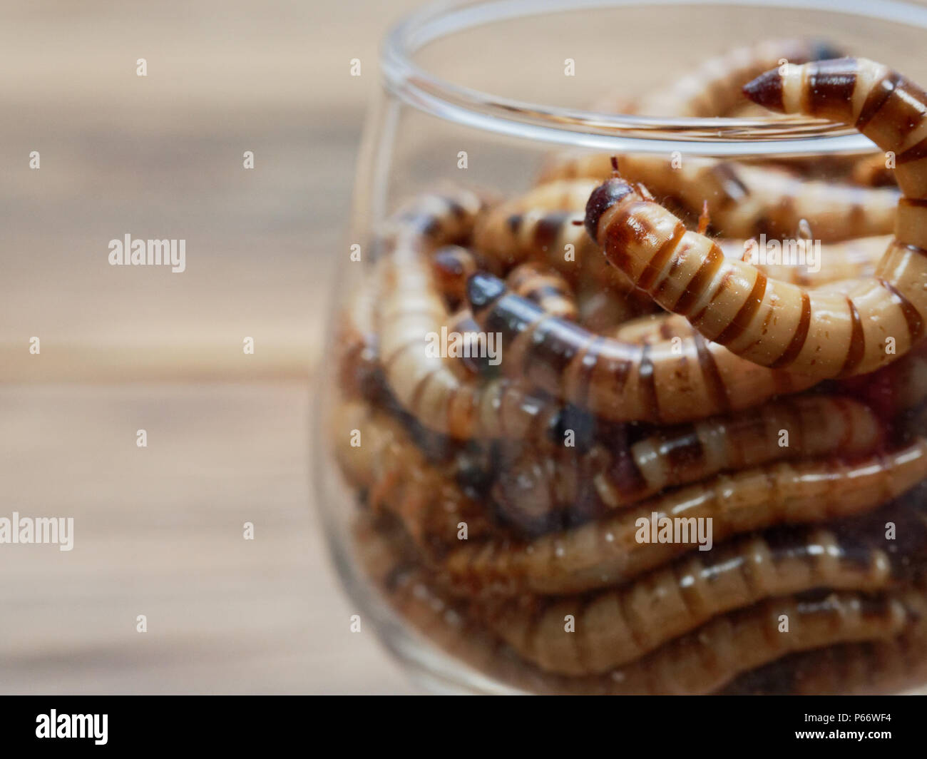 A group of super or giant worms crawl inside small brandy glass over ...