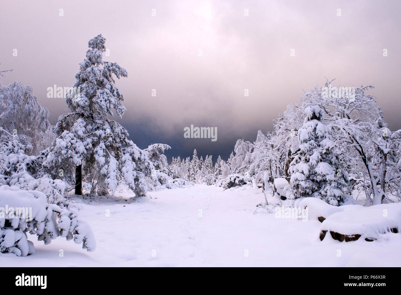 Blackforest view hi-res stock photography and images - Alamy
