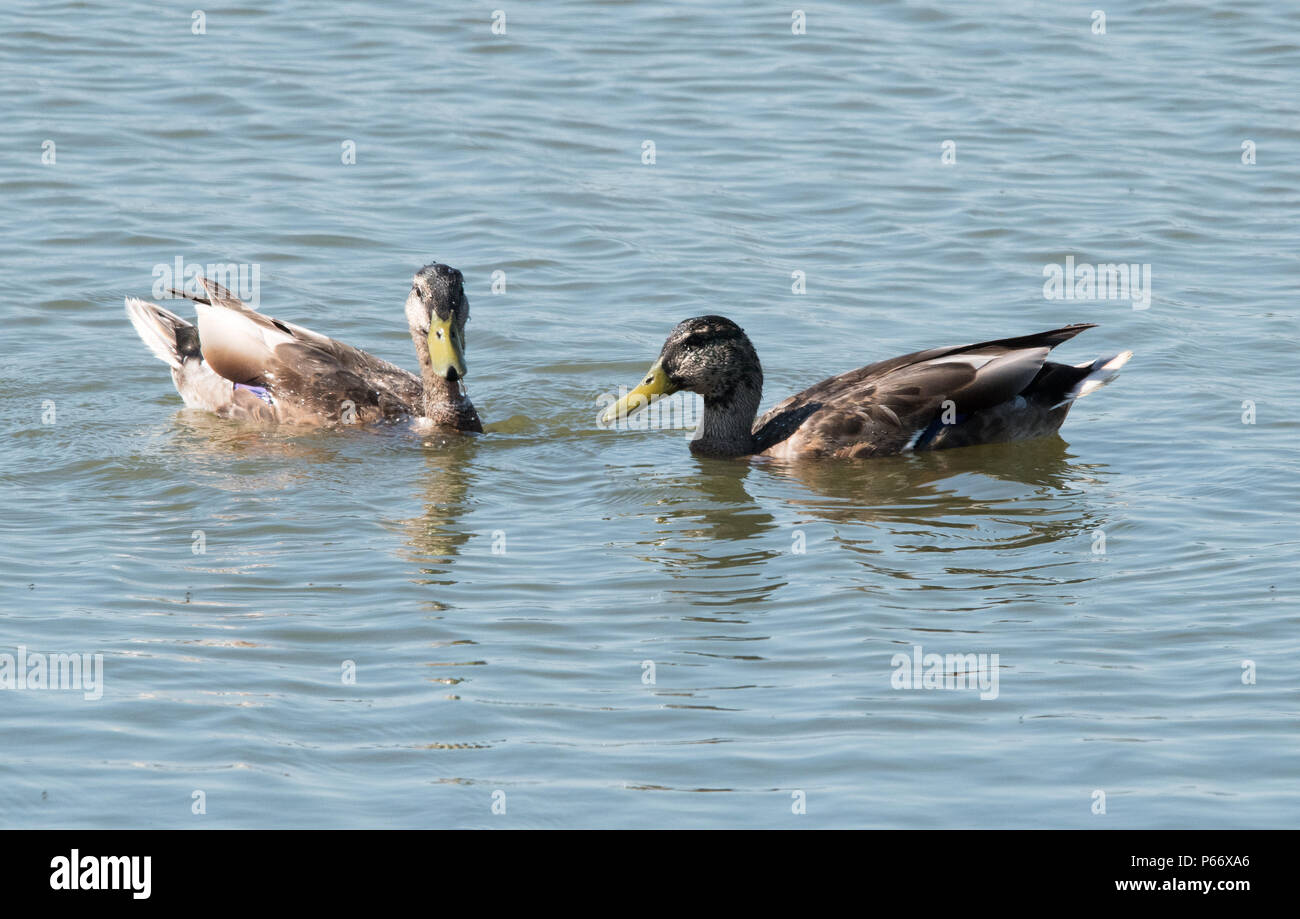 Adult bird in eclipse plumage hi-res stock photography and images - Alamy