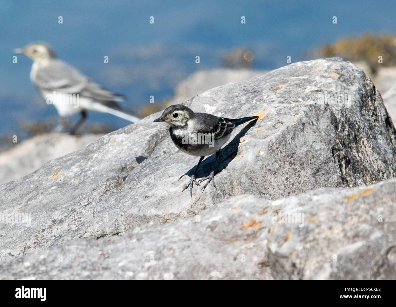 Wagtail species hi-res stock photography and images - Alamy