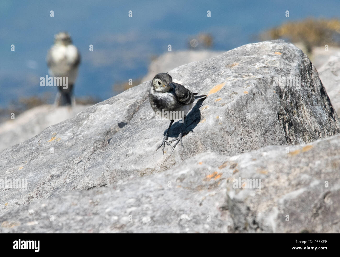 Wagtail species hi-res stock photography and images - Alamy