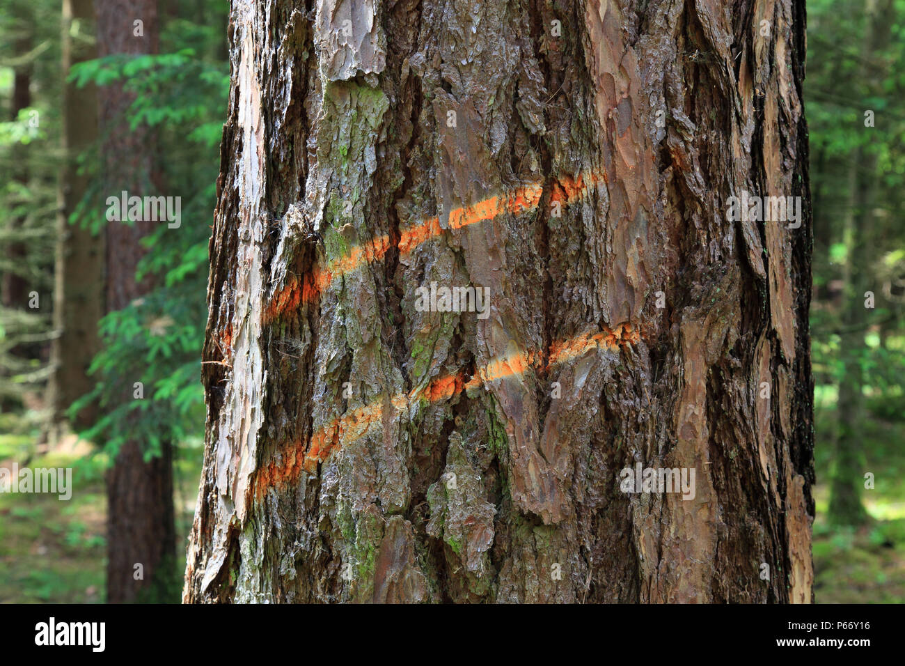 Marking on the tree hi-res stock photography and images - Alamy