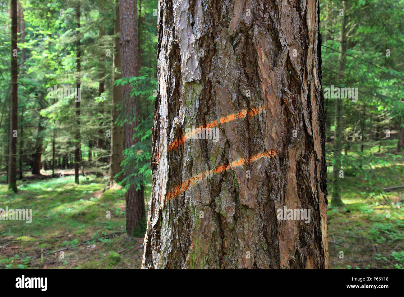 Marking on the tree hi-res stock photography and images - Alamy