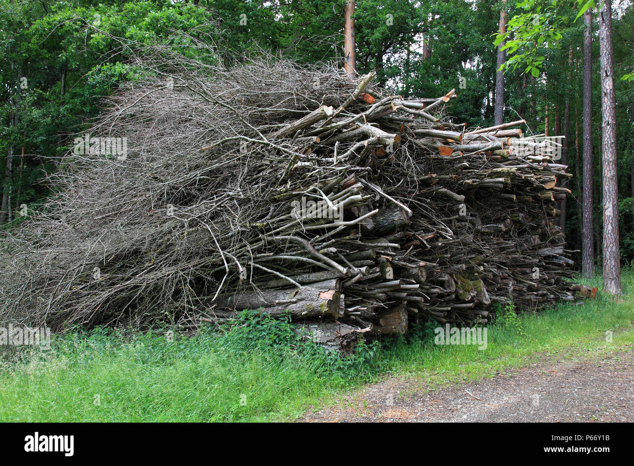 Forestry waste hi-res stock photography and images - Alamy