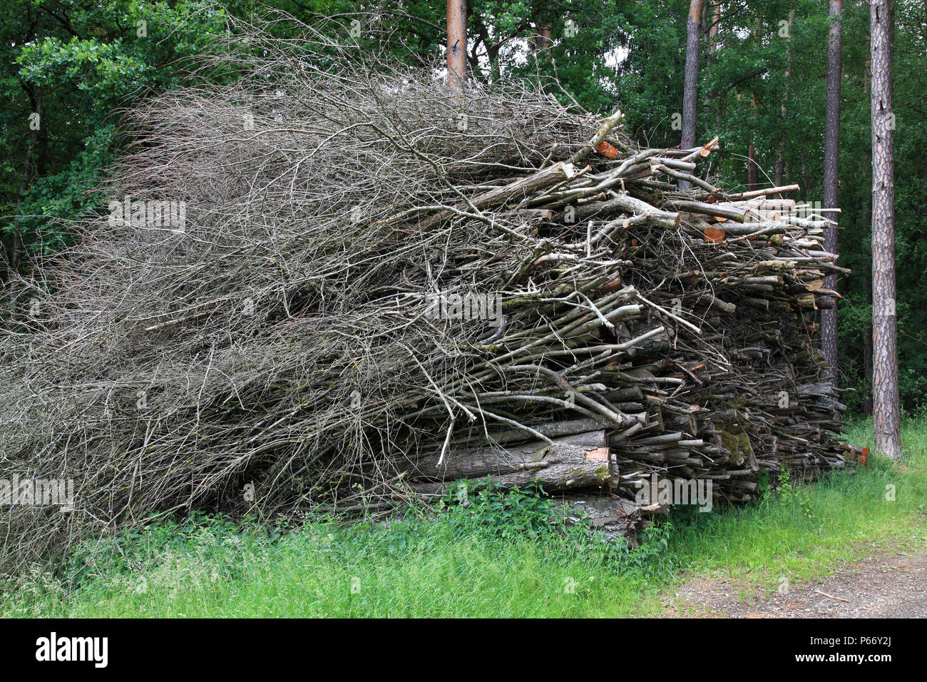 A large pile of wood waste at the forestry is waiting for the shredder ...