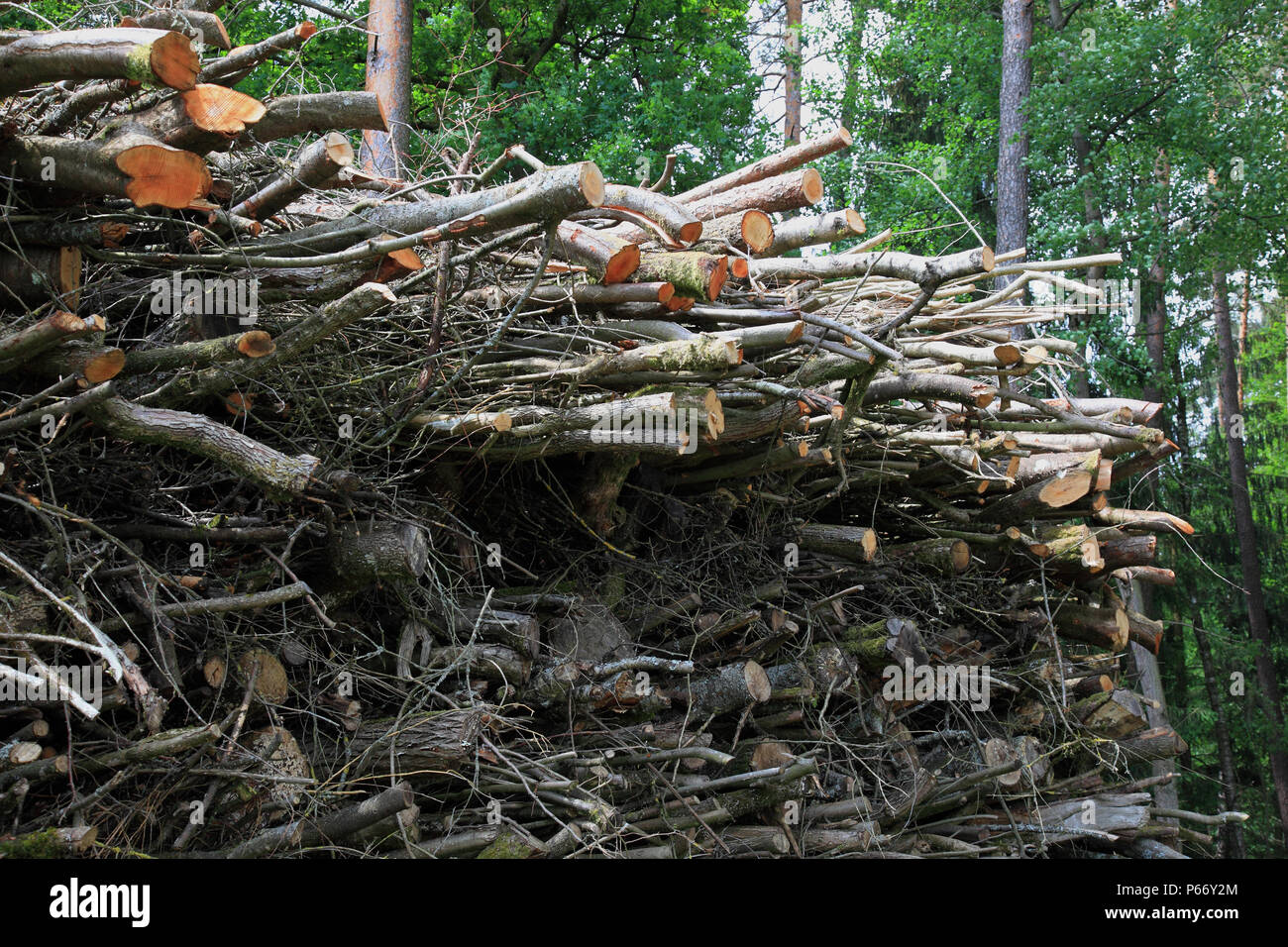 Forestry waste hi-res stock photography and images - Alamy