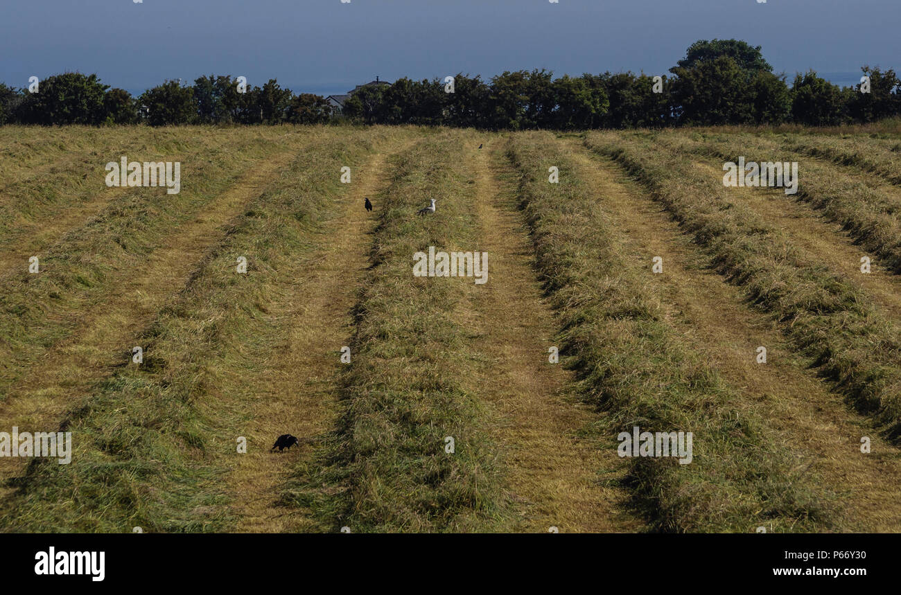 Wildlife of baling hi-res stock photography and images - Alamy