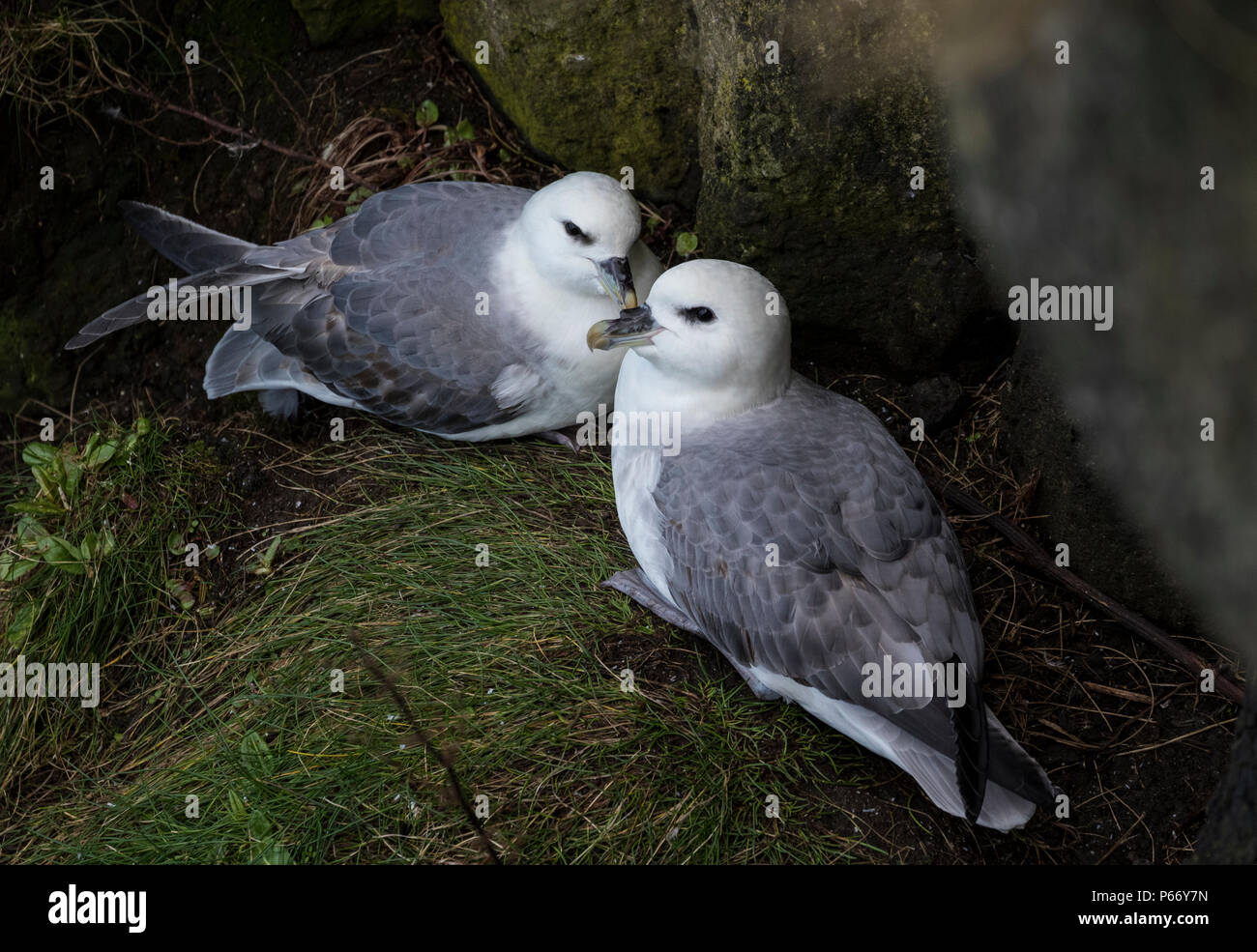 Northern fulmars hi-res stock photography and images - Alamy