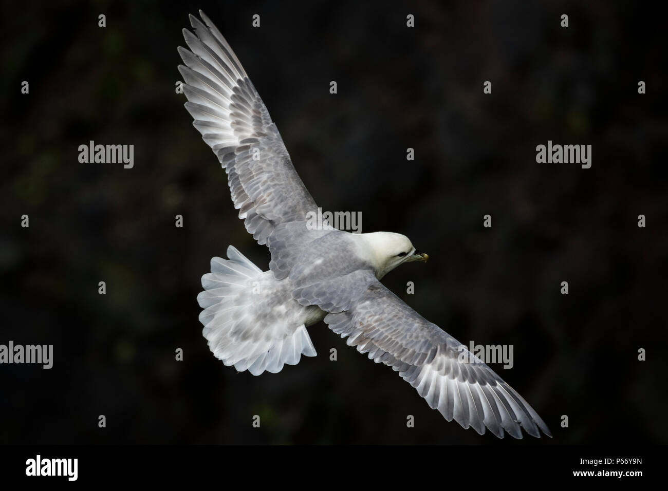 Fulmar seabirds hi-res stock photography and images - Alamy