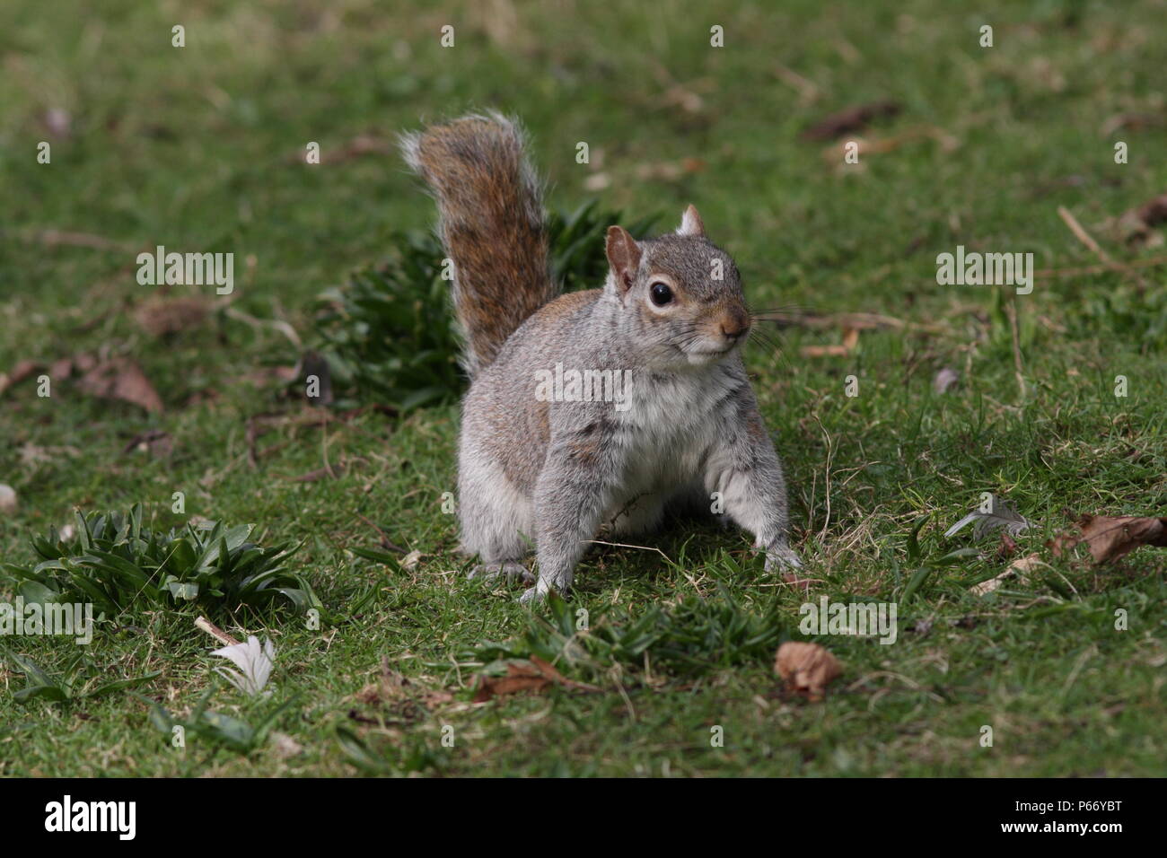 British pests hi-res stock photography and images - Alamy
