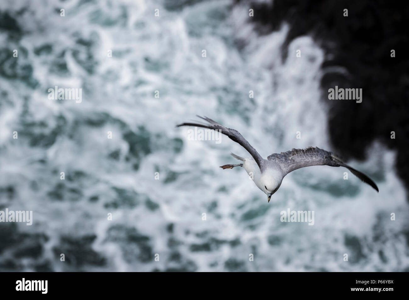 Nesting northern fulmar hi-res stock photography and images - Alamy
