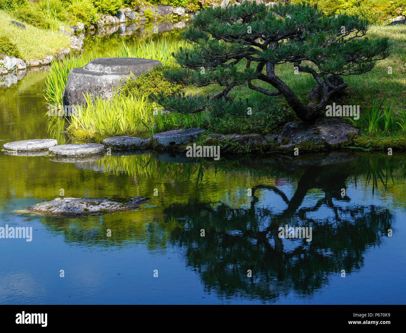 tree in water Stock Photo - Alamy