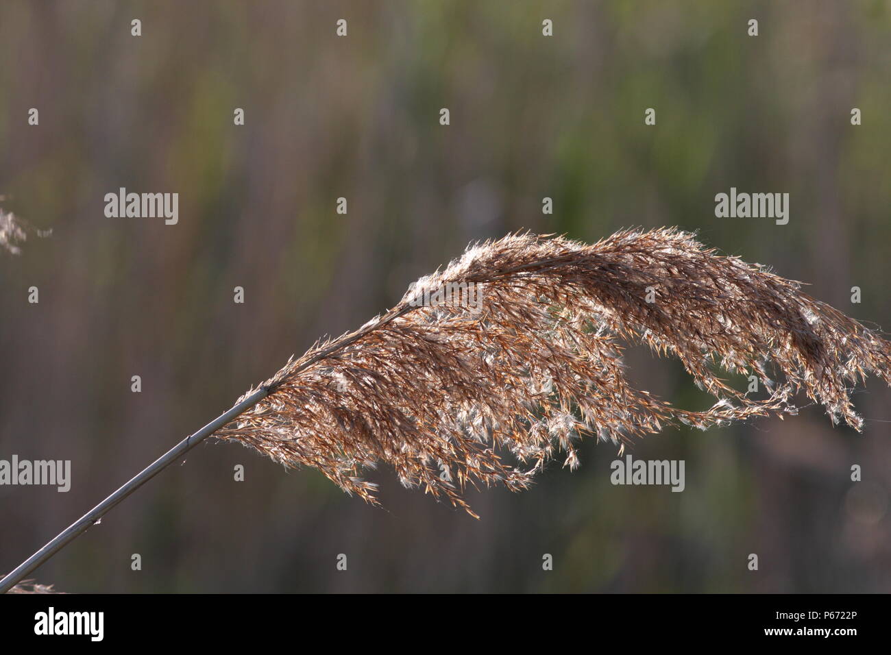 Spike and head hi-res stock photography and images - Alamy