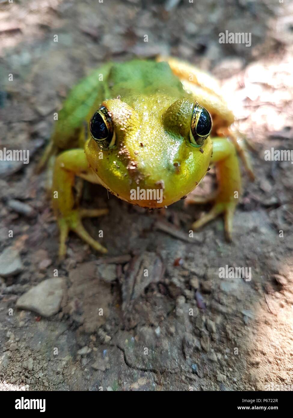 Frog staring hi-res stock photography and images - Alamy