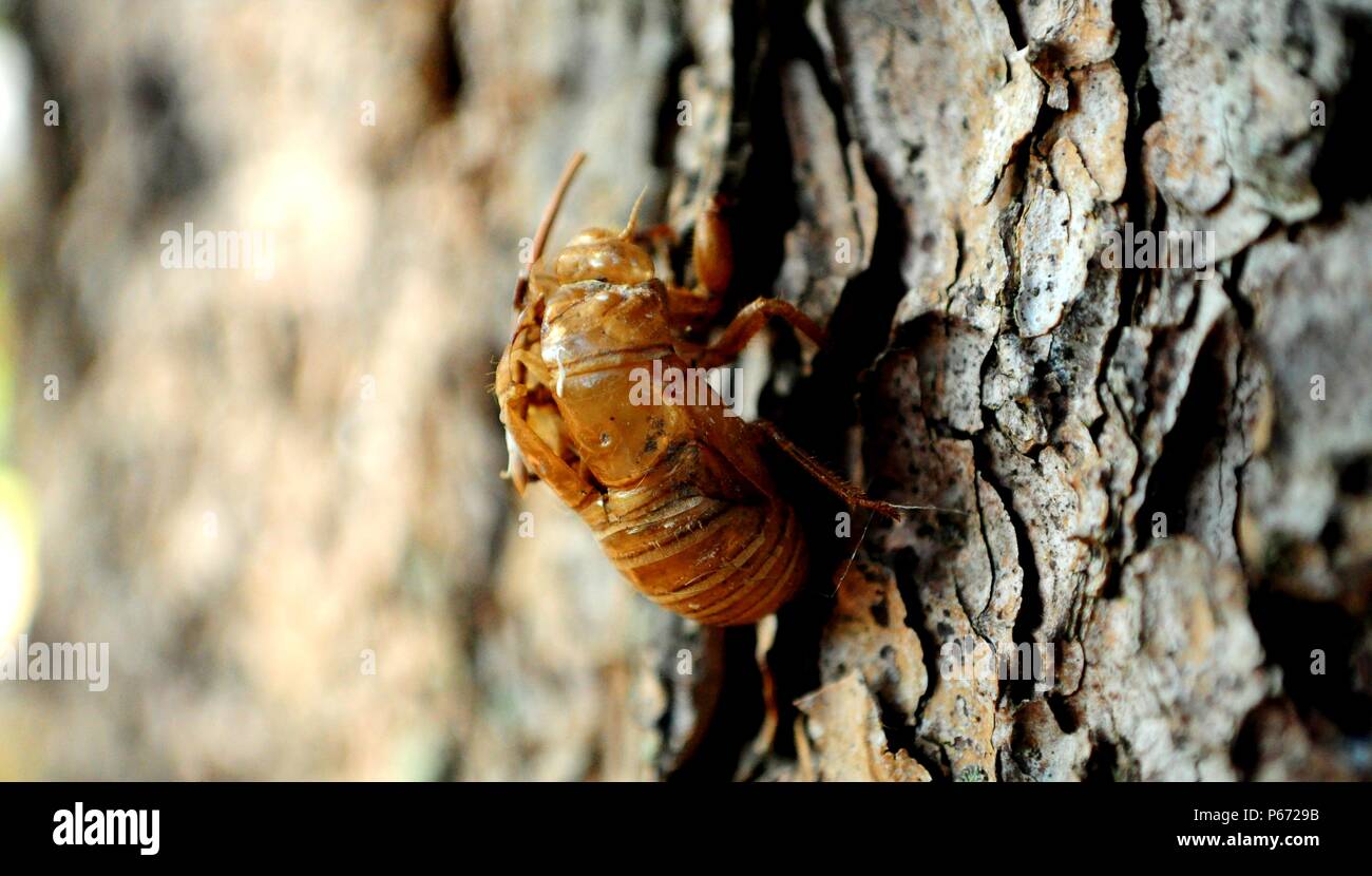 cicada sheds it's skin Stock Photo - Alamy