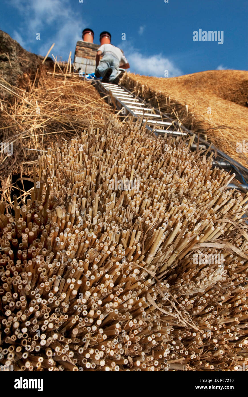 A thatcher repairing an old cottage thatched roof Essex England UK ...