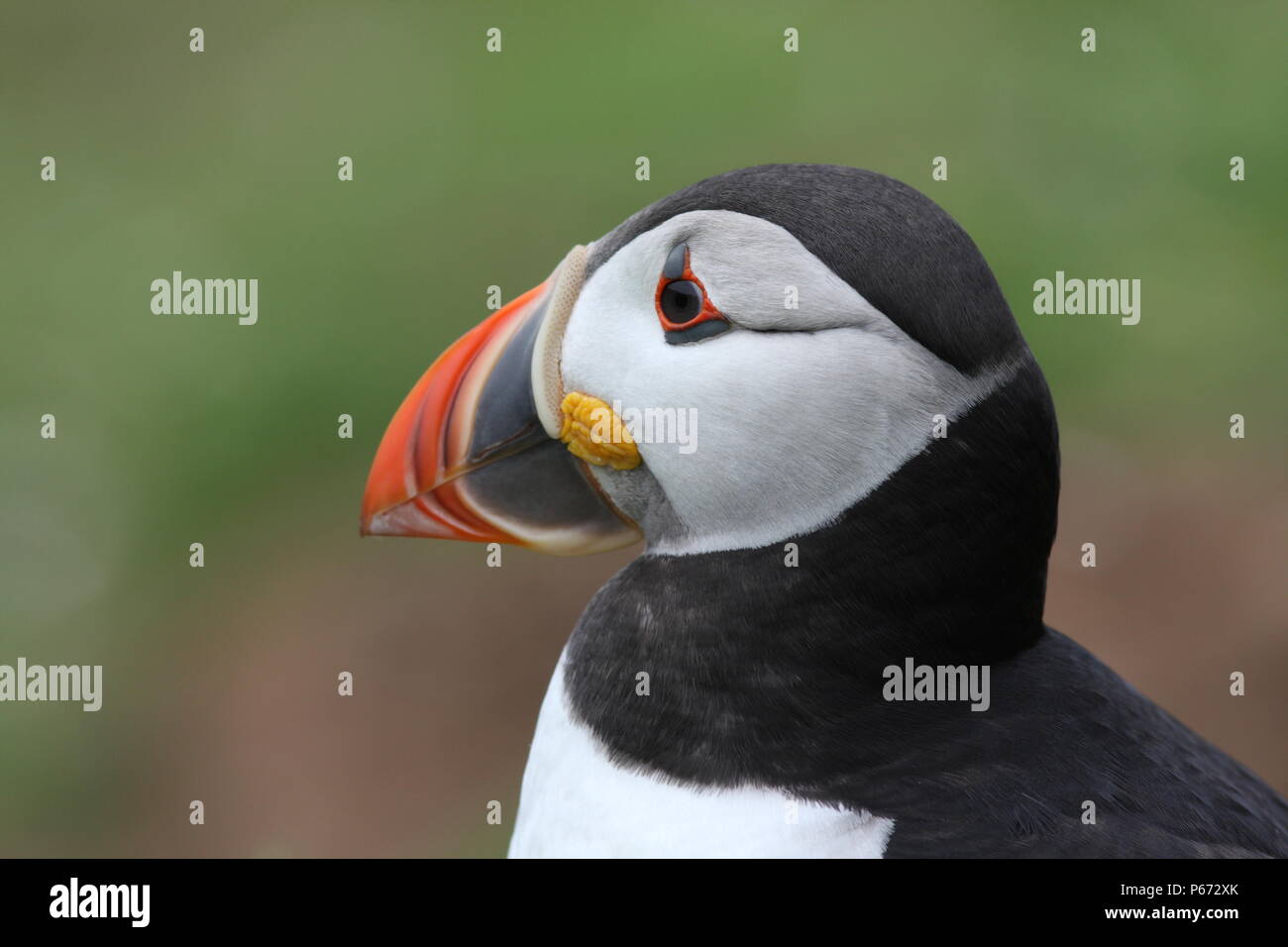 Head of puffin hi-res stock photography and images - Alamy