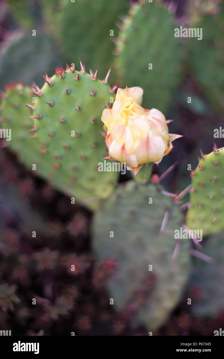 Arizona prickly cactus pink bloom hi-res stock photography and images ...