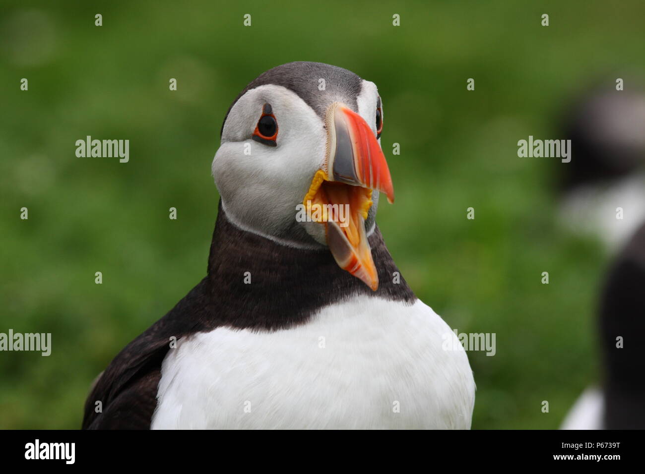 Puffin head hi-res stock photography and images - Alamy