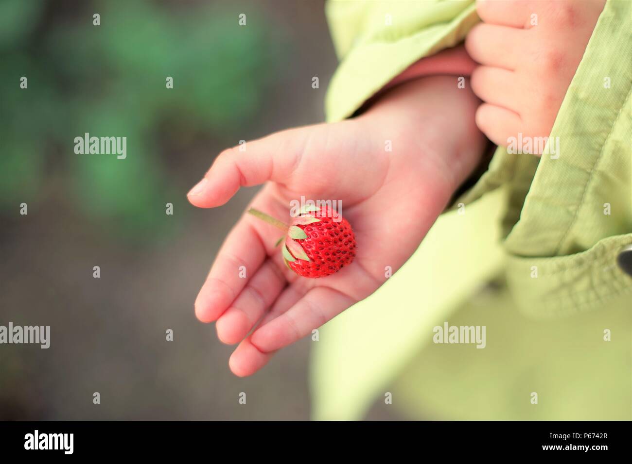 strawberry in a child's hand Stock Photo - Alamy
