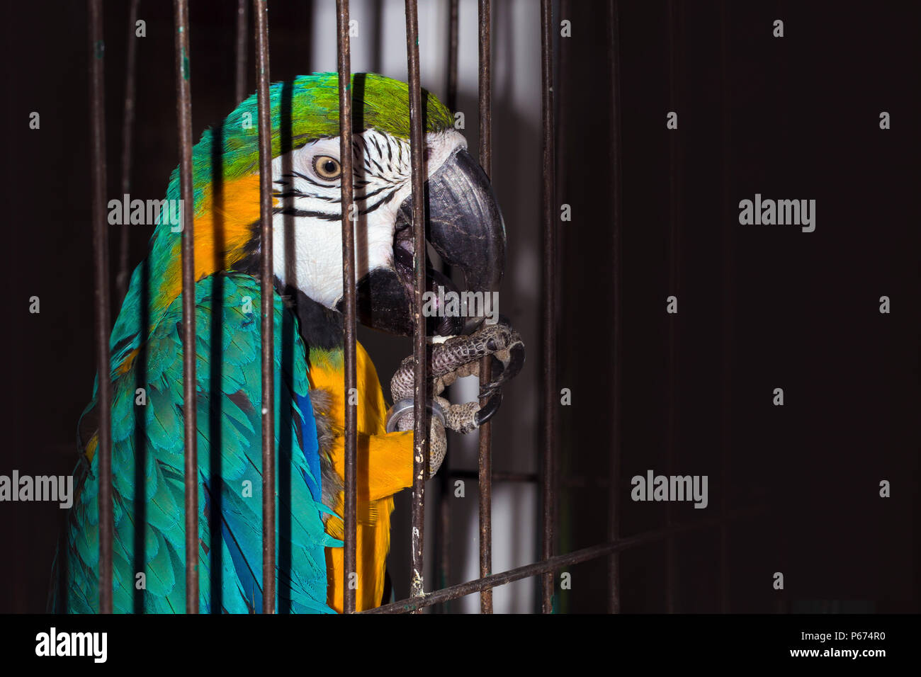 Cage background hi-res stock photography and images - Alamy