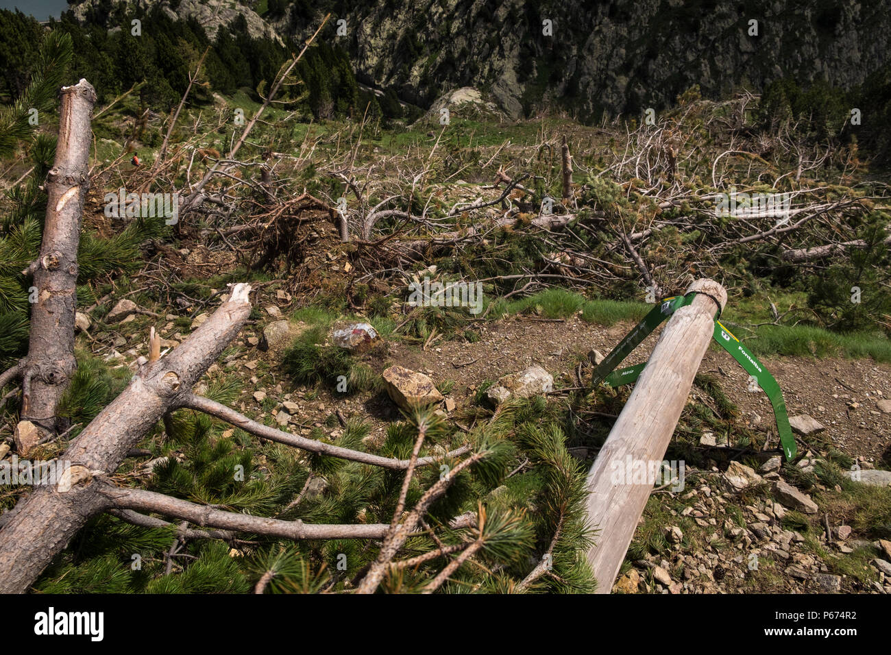 Tree knocked down hi-res stock photography and images - Alamy