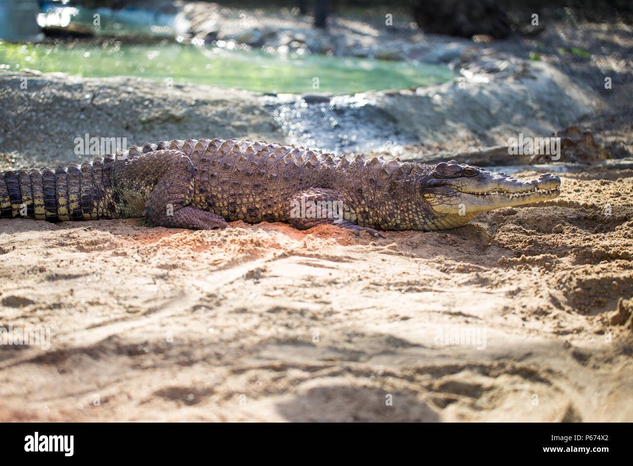 crocodile in the cage toned background image Stock Photo - Alamy