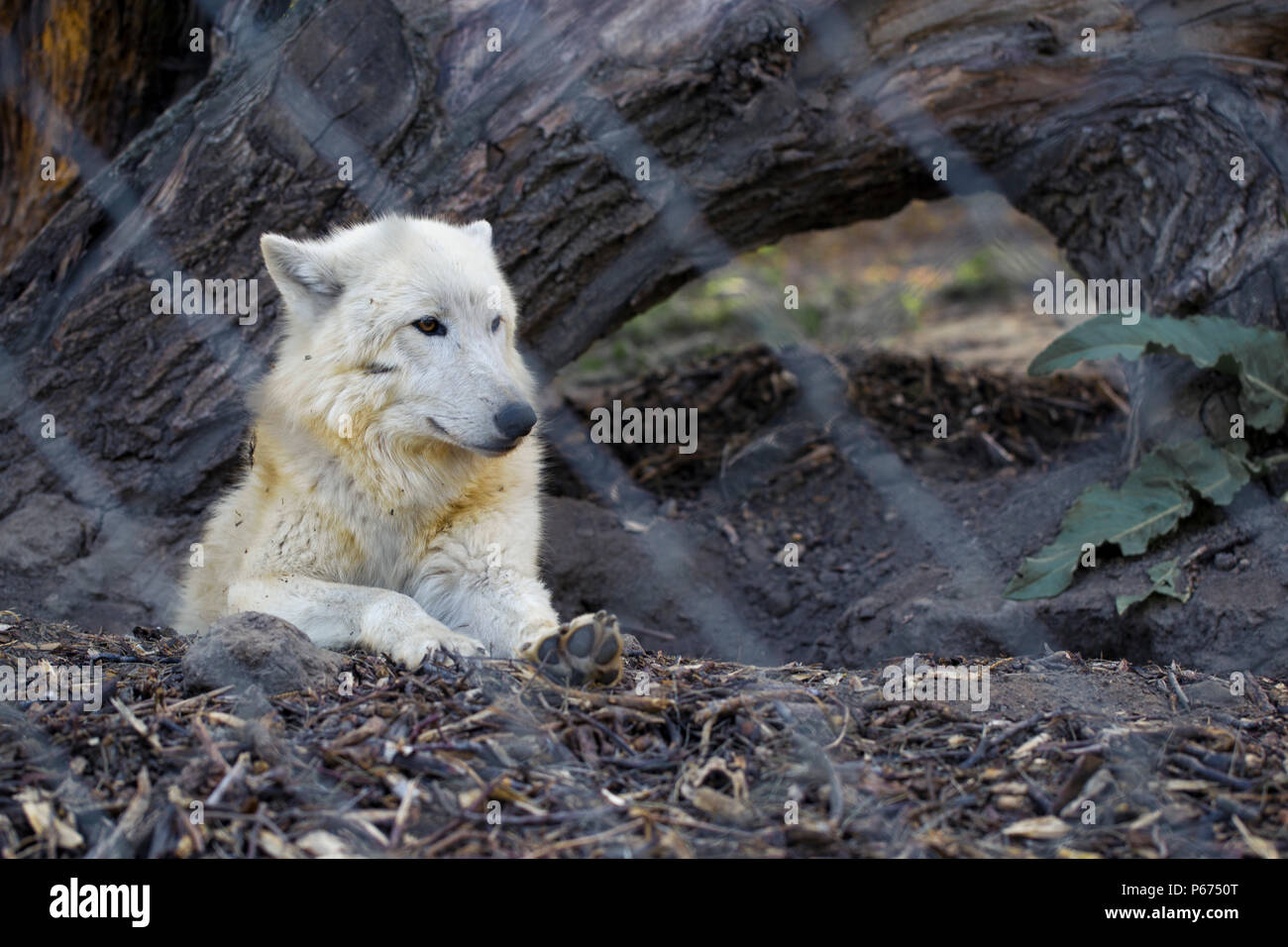 white wolf in the zoo behind the grid proudly looks to the side ...