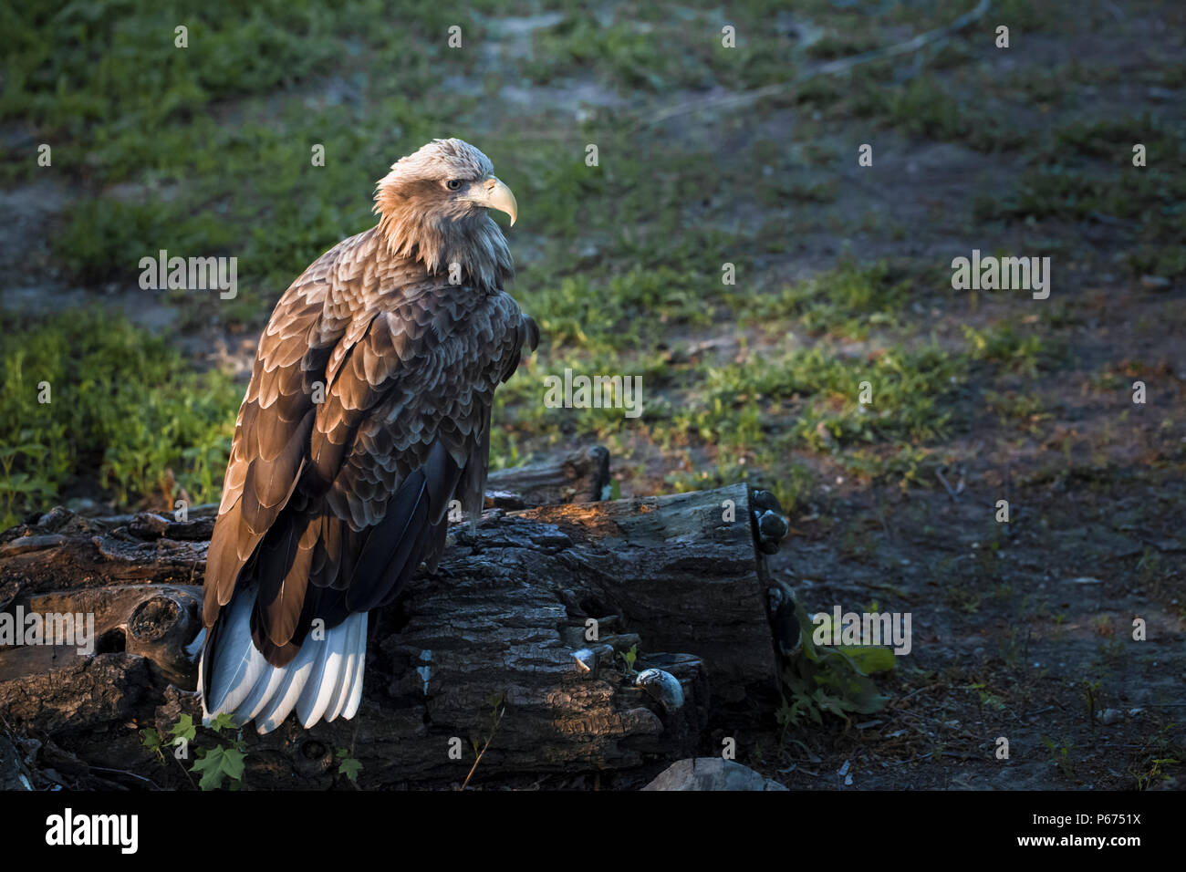 Red tailed hawk portrait detail hi-res stock photography and images - Alamy